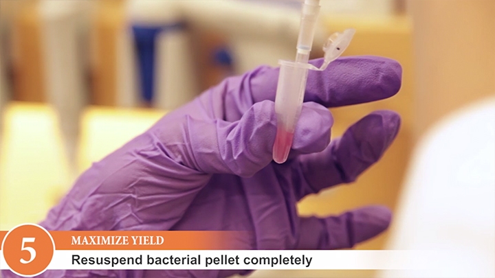 Monarch® Spin Plasmid Miniprep Kit | NEB