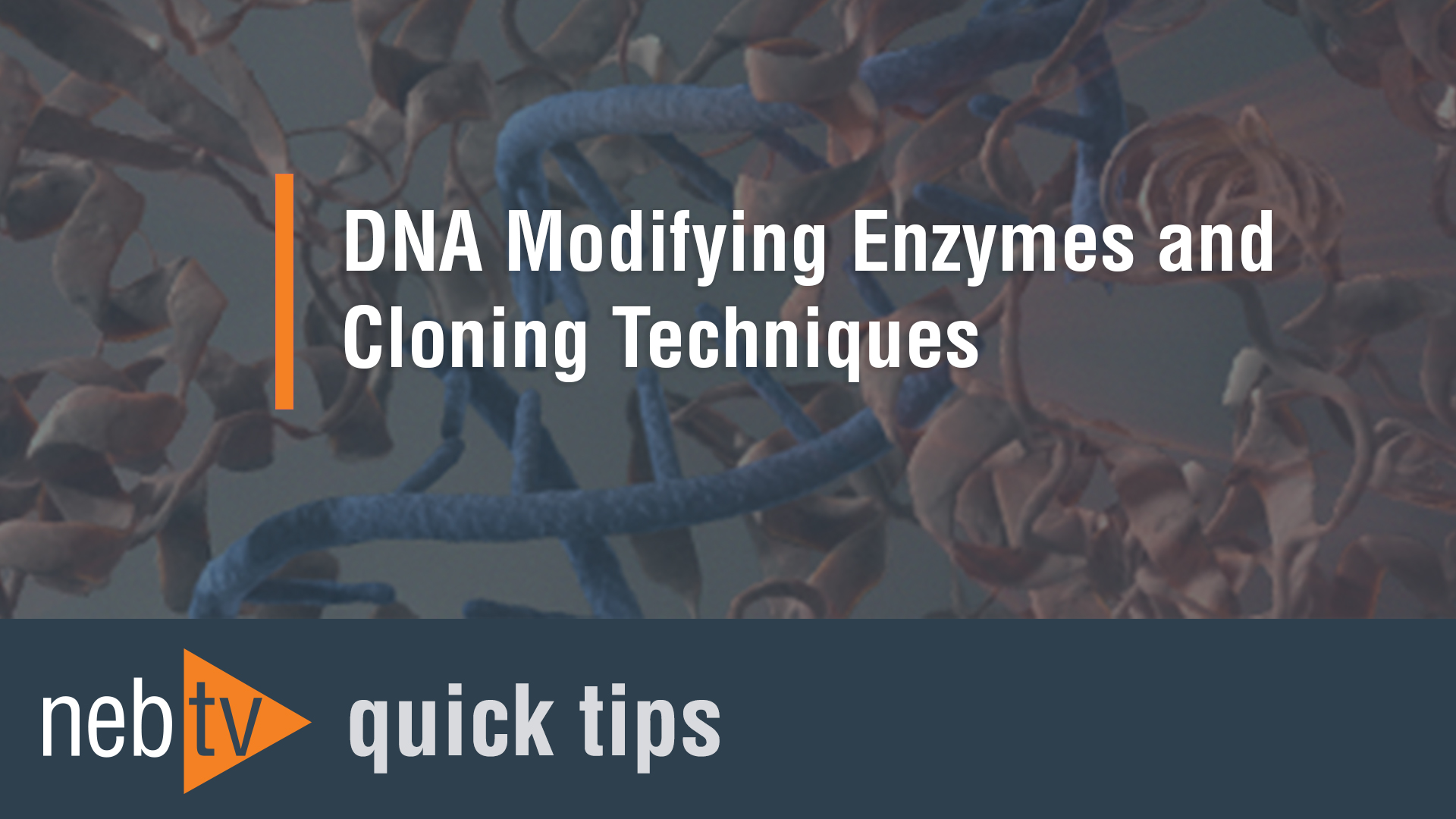 T4 DNA Ligase | NEB