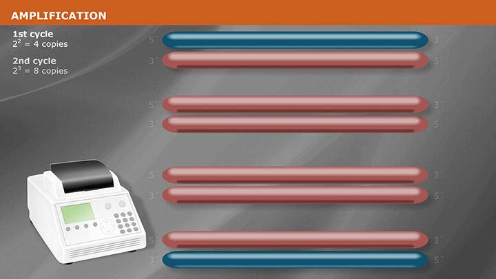 Overview of Traditional Cloning | NEB