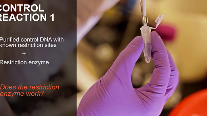 What is Restriction Enzyme Star Activity? | NEB