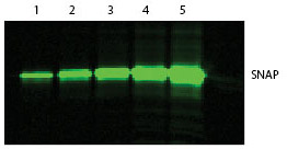SNAP-tag® Purified Protein | NEB