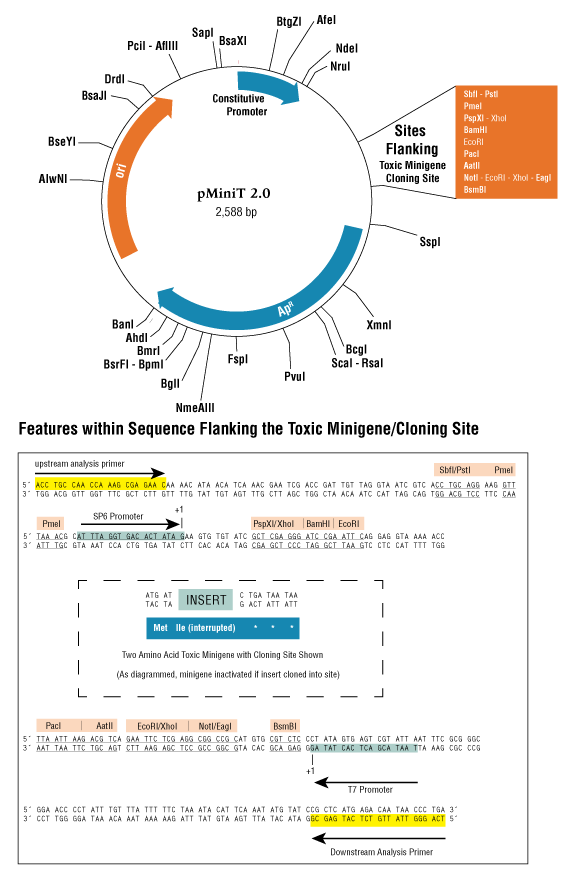 NEB® PCR Cloning Kit (Without Competent Cells) | NEB
