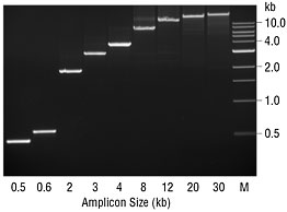 LongAmp® Taq 2X Master Mix | NEB