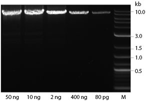 LongAmp® Hot Start Taq 2X Master Mix | NEB