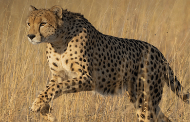 Samples and Special Offers | NEB