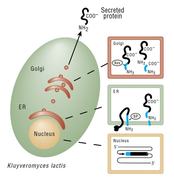 Why Choose the K. lactis Protein Expression Kit? | NEB