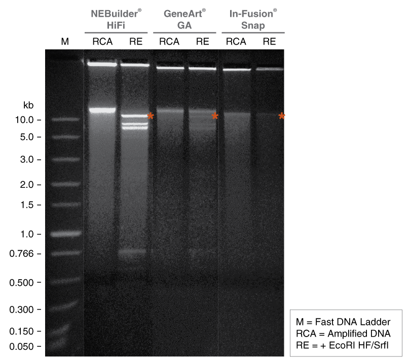 NEBuilder® HiFi DNA Assembly – Benefits Over GeneArt Gibson Assembly ...