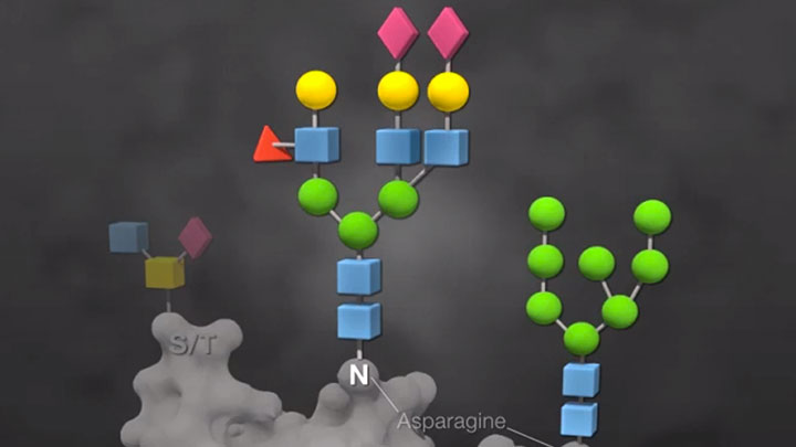 Two-step protocol for deglycosylation with Rapid PNGase F | NEB