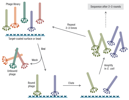 Applications of the Ph.D. Phage Display Peptide Libraries | NEB