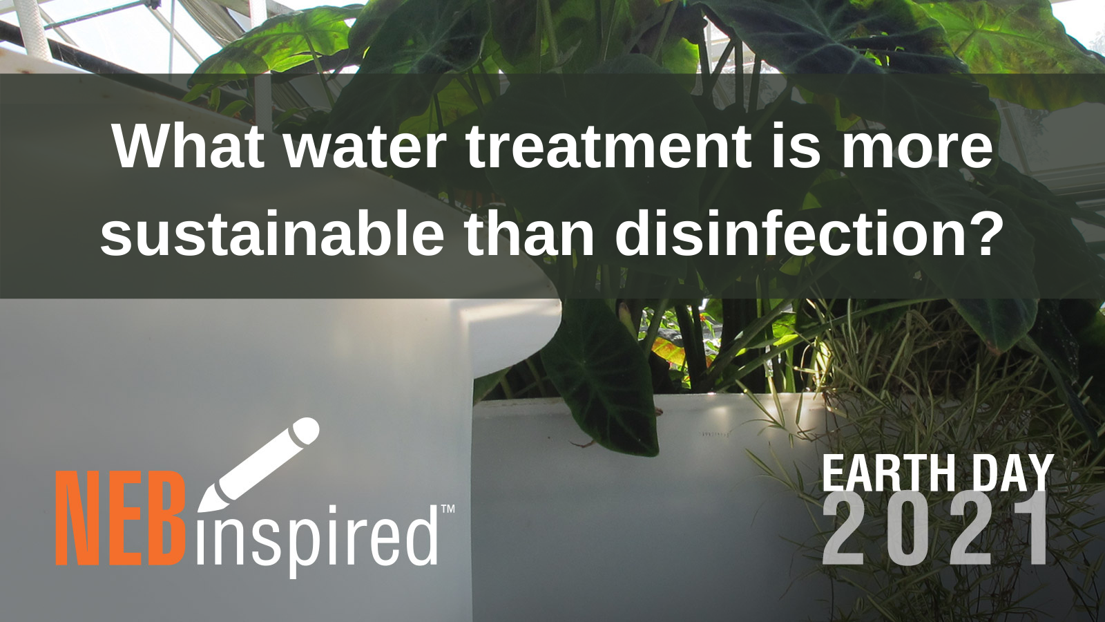 Bioremediation for sustainable clean water | NEB