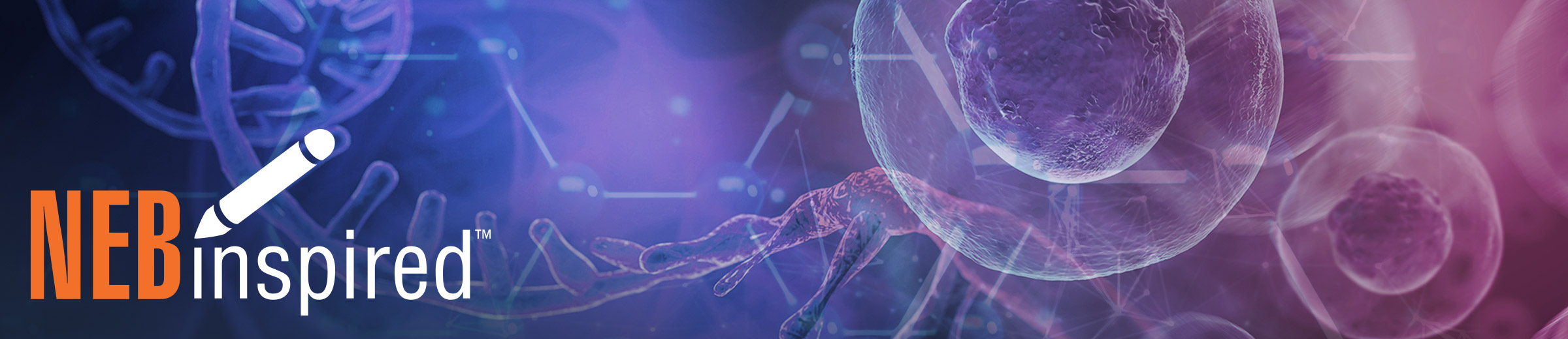 Guiding CRISPR/Cas13 Activity Using Chemically Modified Guides | NEB