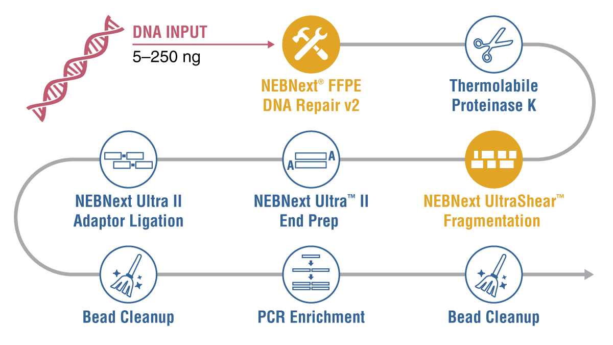 Overcoming challenges in FFPE DNA library prep | NEB