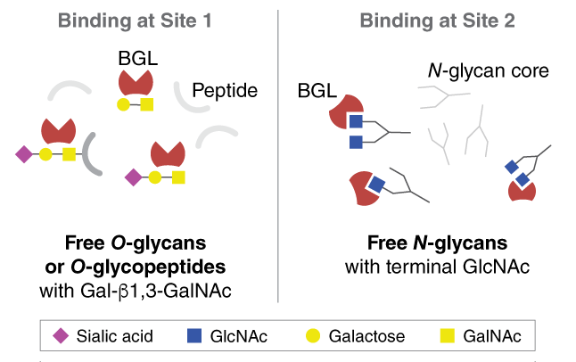 Enzymes for Innovation (EFI) | NEB
