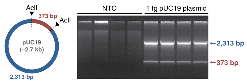 phi29-XT RCA Kit | NEB