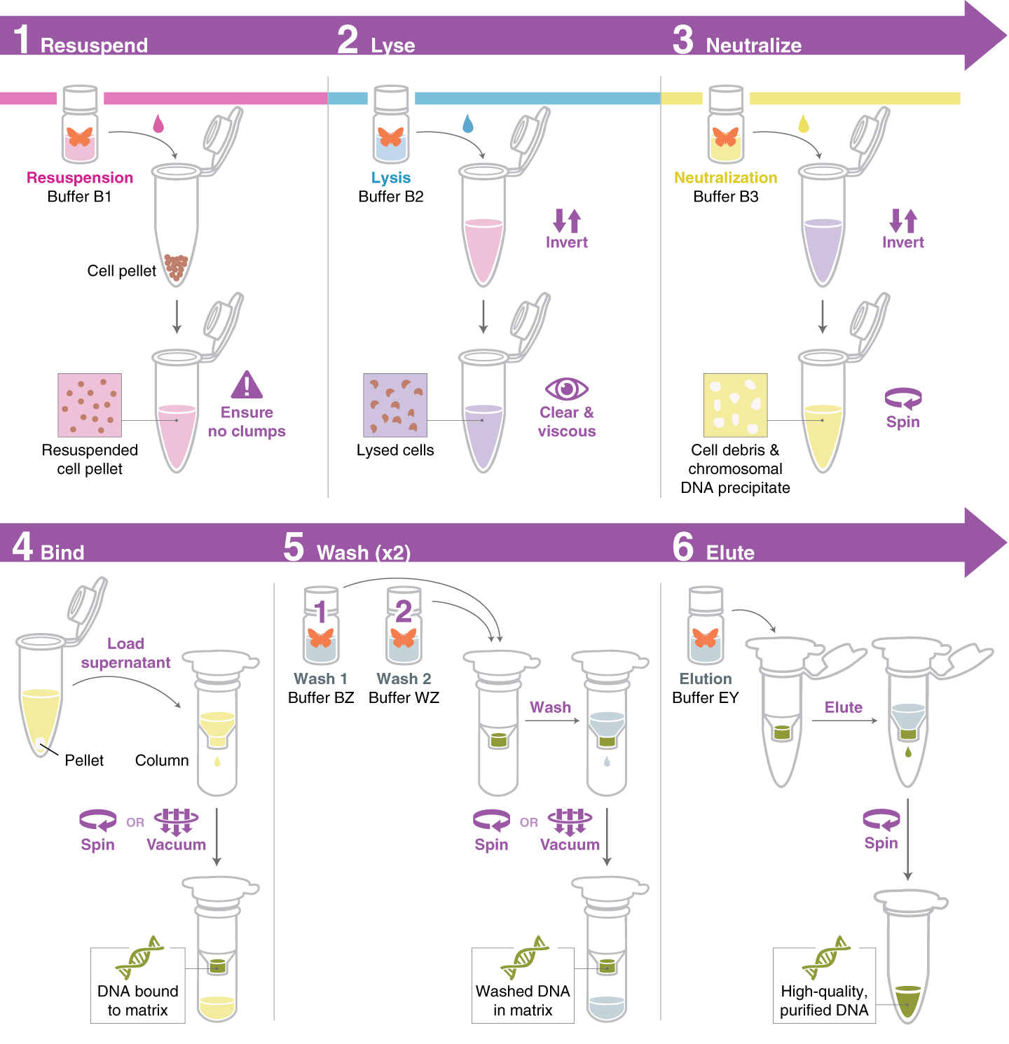 Monarch® Spin Plasmid Miniprep Kit | NEB