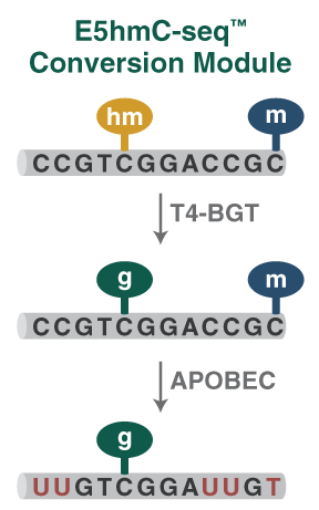 NEBNext® Enzymatic 5hmC-seq Conversion Module | NEB