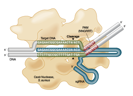 EnGen® Sau Cas9 | NEB