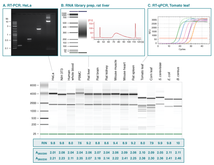 Monarch Total RNA Miniprep Kit (NEB #T2010) | NEB