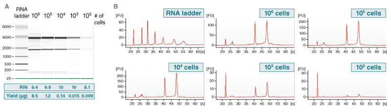 Monarch Total RNA Miniprep Kit (NEB #T2010) | NEB