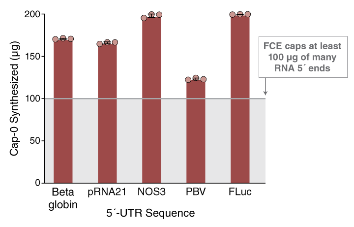 Faustovirus Capping Enzyme | NEB
