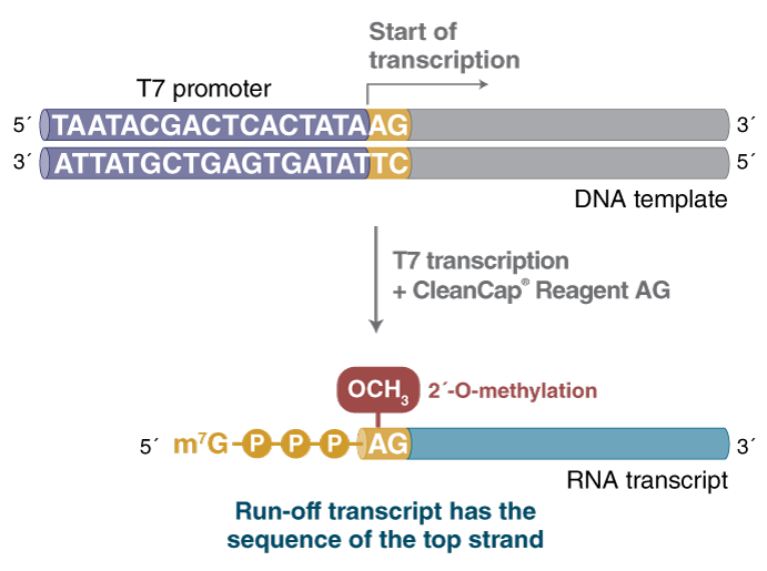 HiScribe® T7 mRNA Kit with CleanCap® Reagent AG | NEB