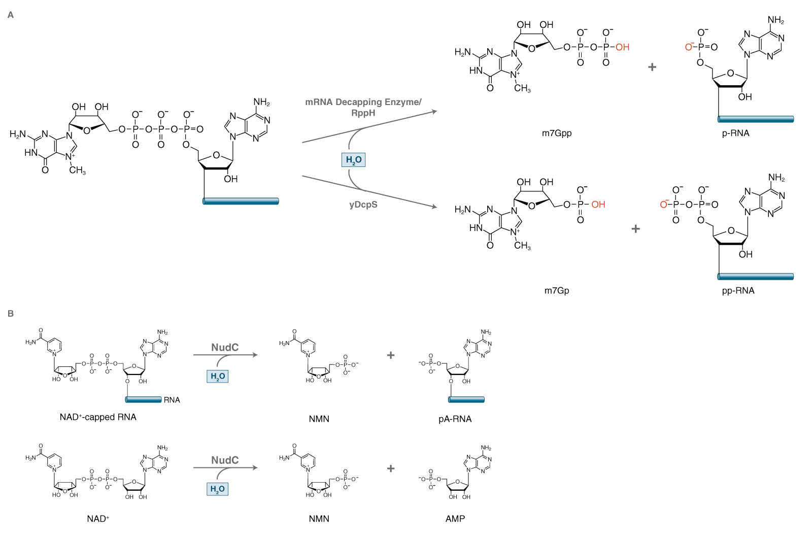 mRNA Decapping Selection Chart | NEB