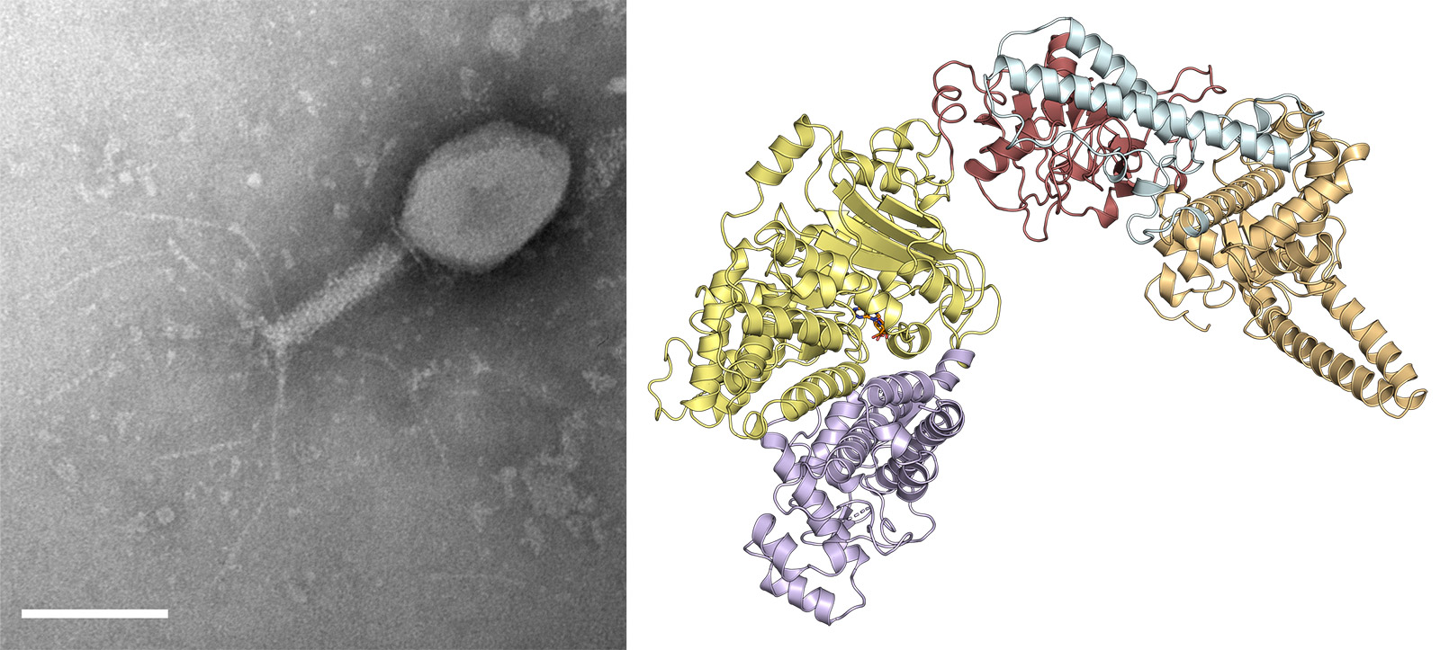 Understanding microbiological warfare between bacteria and ...