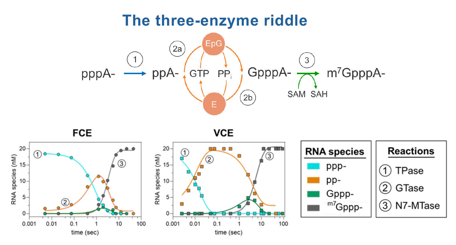 The mechanics of mRNA capping enzymes | NEB