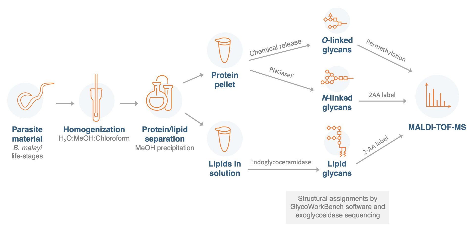 Parasite glycomics | NEB