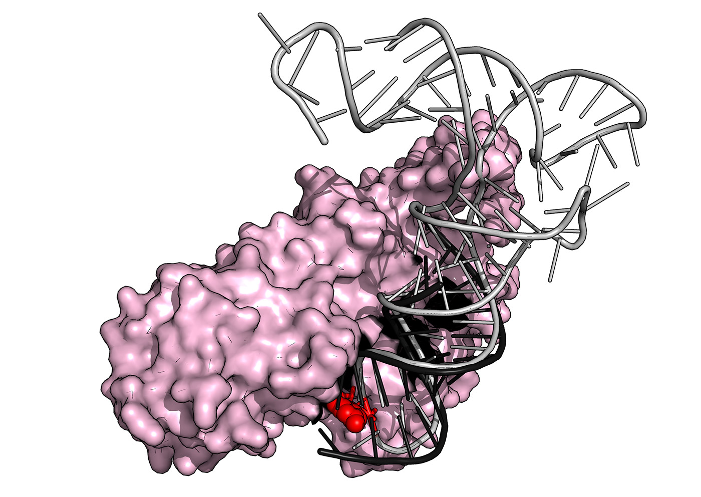 Characterization of mRNA modifying Pseudouridine synthases | NEB