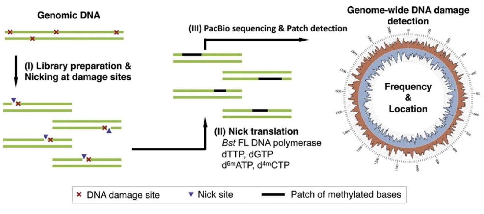High-throughput sequencing to detect nucleic acid damage | NEB