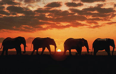 Samples and Special Offers | NEB