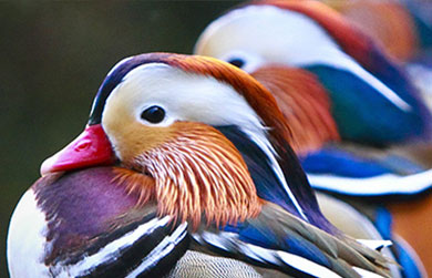 Samples and Special Offers | NEB