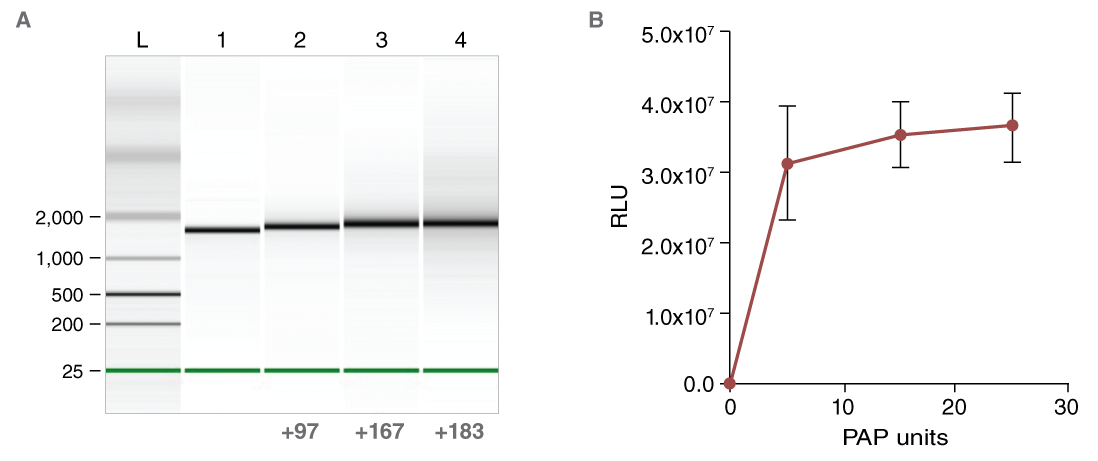 Minding your caps and Poly A tails – Strategies for synthesizing in ...