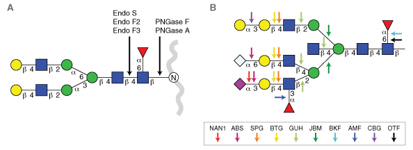 Redesigning glycosidase manufacturing quality for pharmaceutical and ...