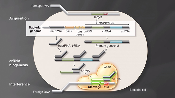 EnGen® Spy Cas9 NLS | NEB