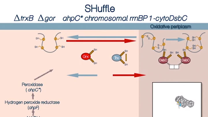 What is a Disulfide Bond (1 of 4) | NEB
