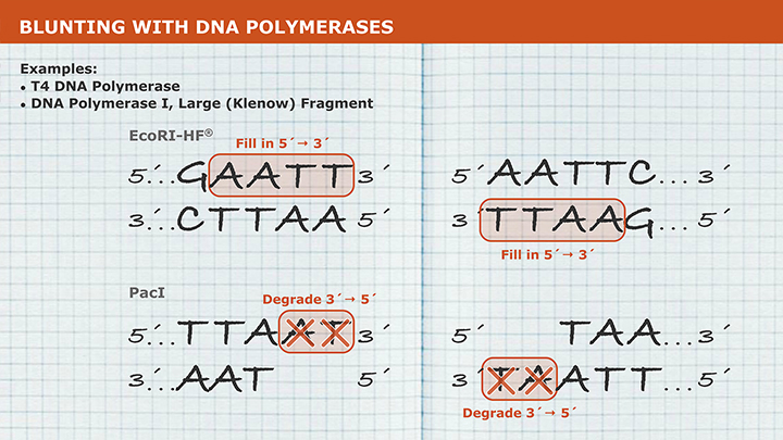 T4 Polynucleotide Kinase | NEB