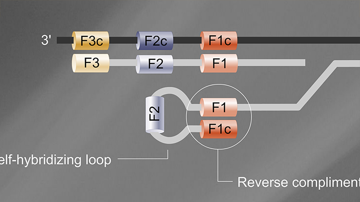 Loop-Mediated Isothermal Amplification | NEB