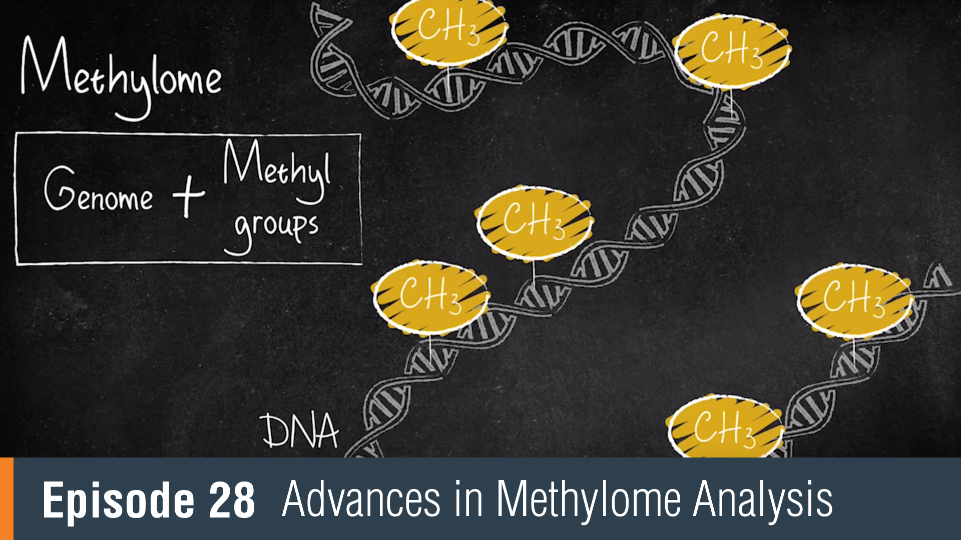NEBNext® Enzymatic Methyl-seq Workflow | NEB