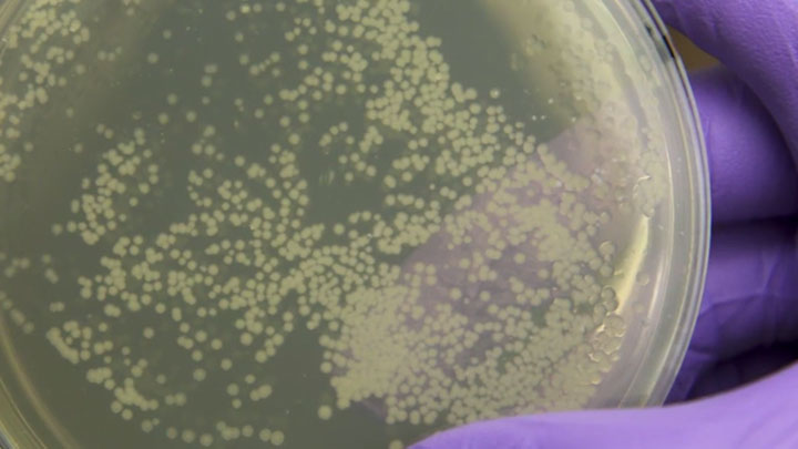 NEB® PCR Cloning Kit | NEB