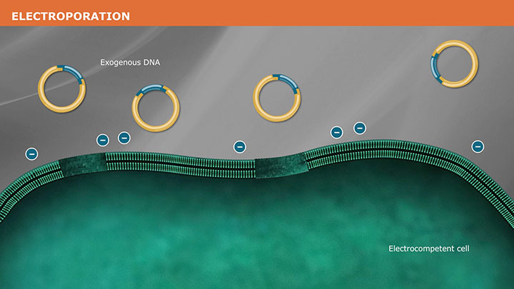 Dam /Dcm Competent E. Coli | NEB