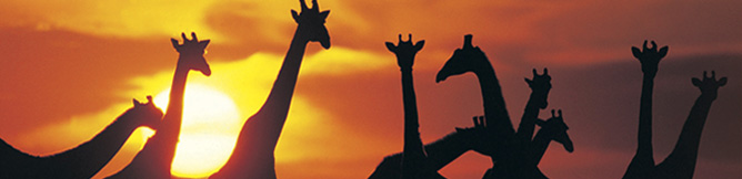 dna-ligase-master-mixes | NEB