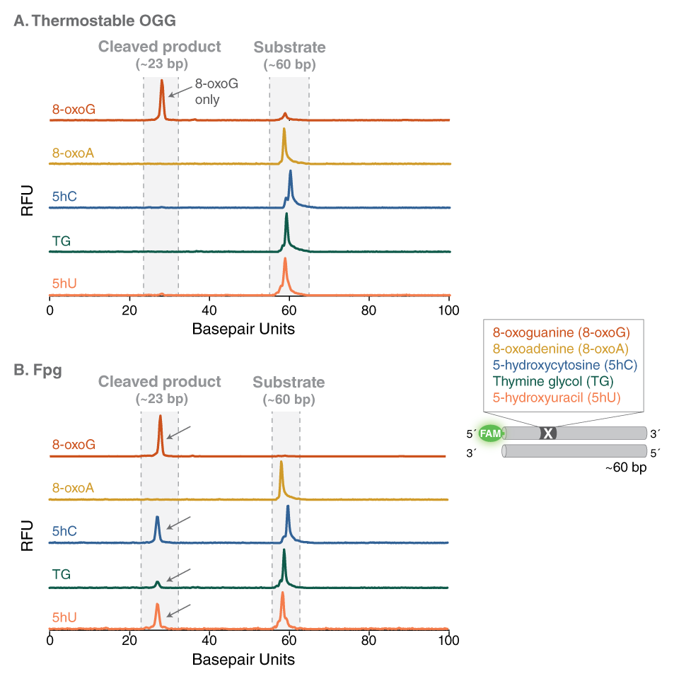 thymine glycol
