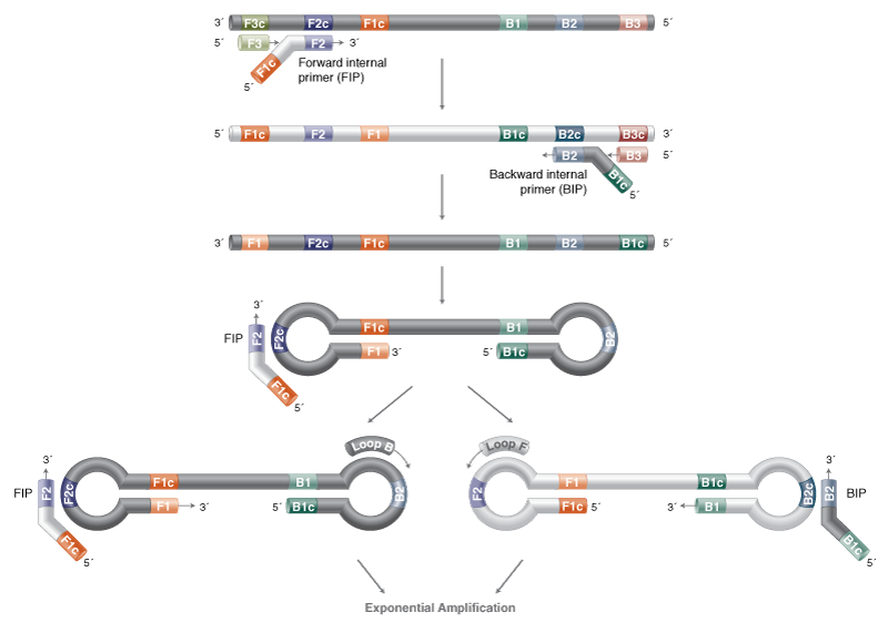 Loop Mediated Isothermal Amplification Neb
