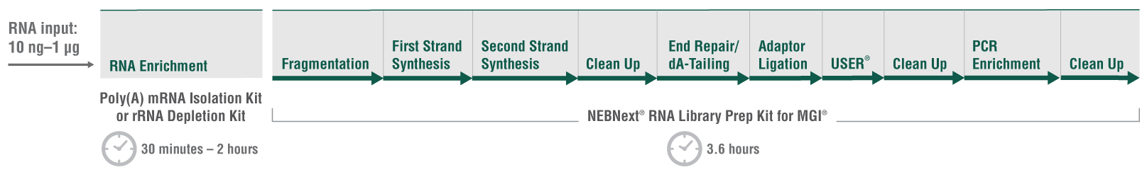 NEBNext® RNA Library Prep Kit for MGI® | NEB