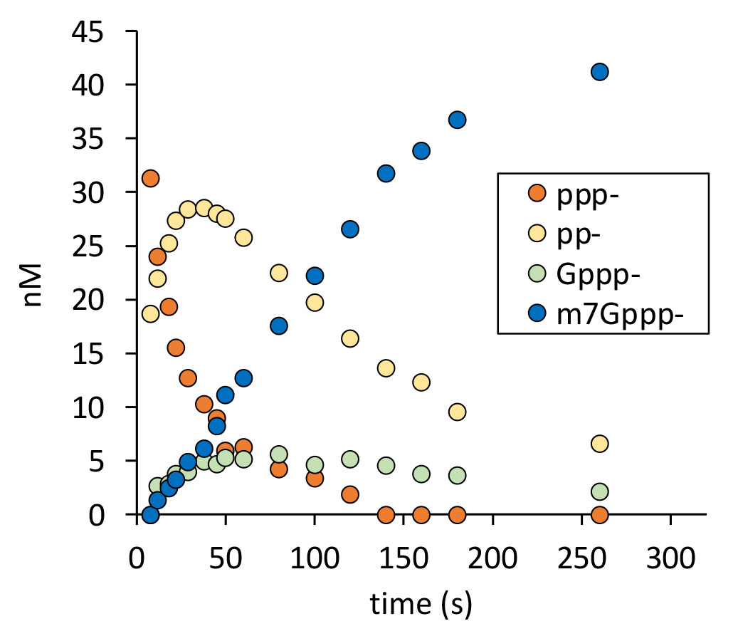 Kinetics and mechanics of mRNA capping enzymes | NEB