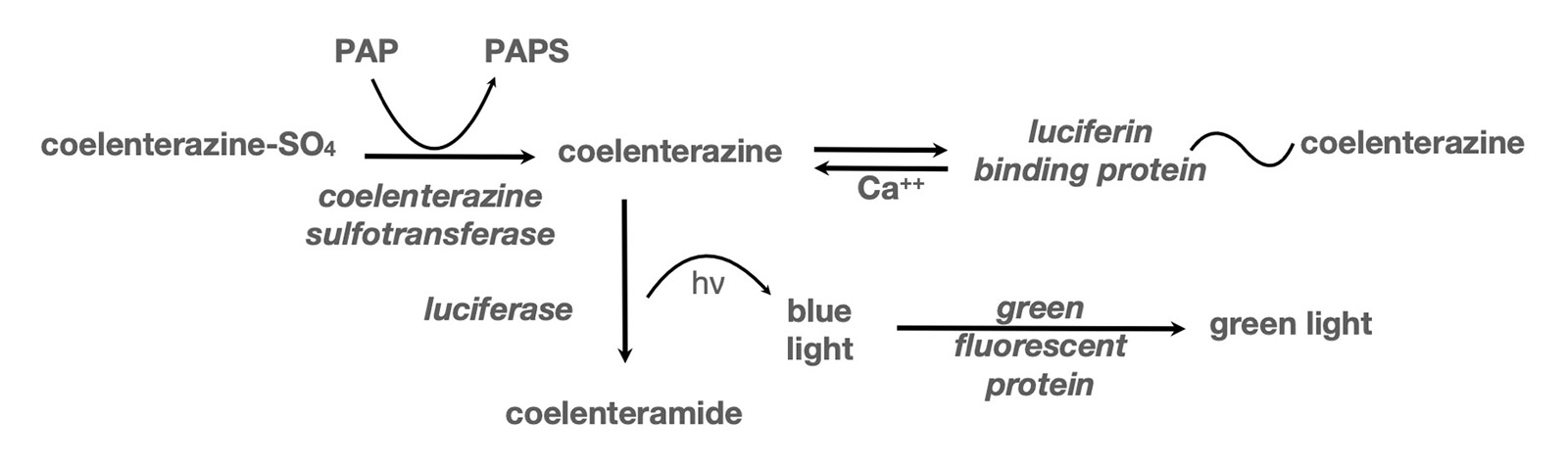 Bioluminescence and coelenterazine sulfotransferase | NEB