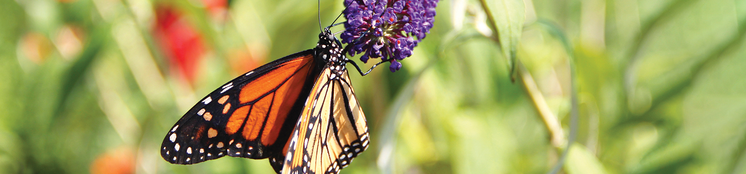 Monarch® Mag Viral DNA/RNA Extraction Kit Sample Request Form | NEB