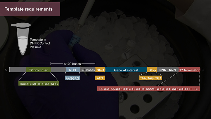 NEBExpress Cell-free Ecoli Protein Synthesis System | NEB